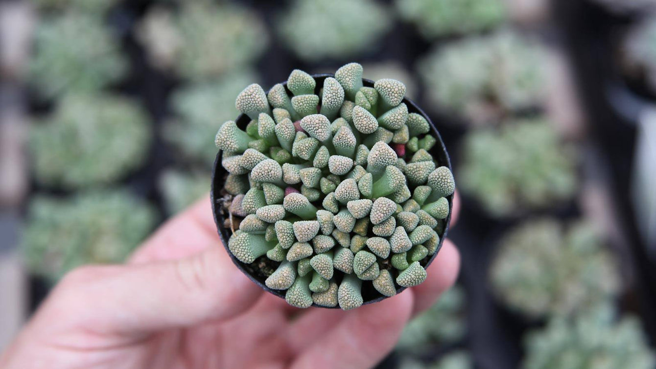 All About Mimicry Succulents – Leaf & Clay
