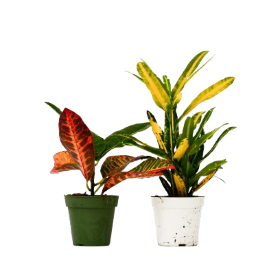 2 Croton Variety Pack - 4" Pot – Leaf & Clay