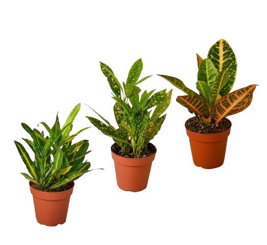 3 Croton Variety Pack / 4" Pot / Live Plant / House Plant – Leaf & Clay
