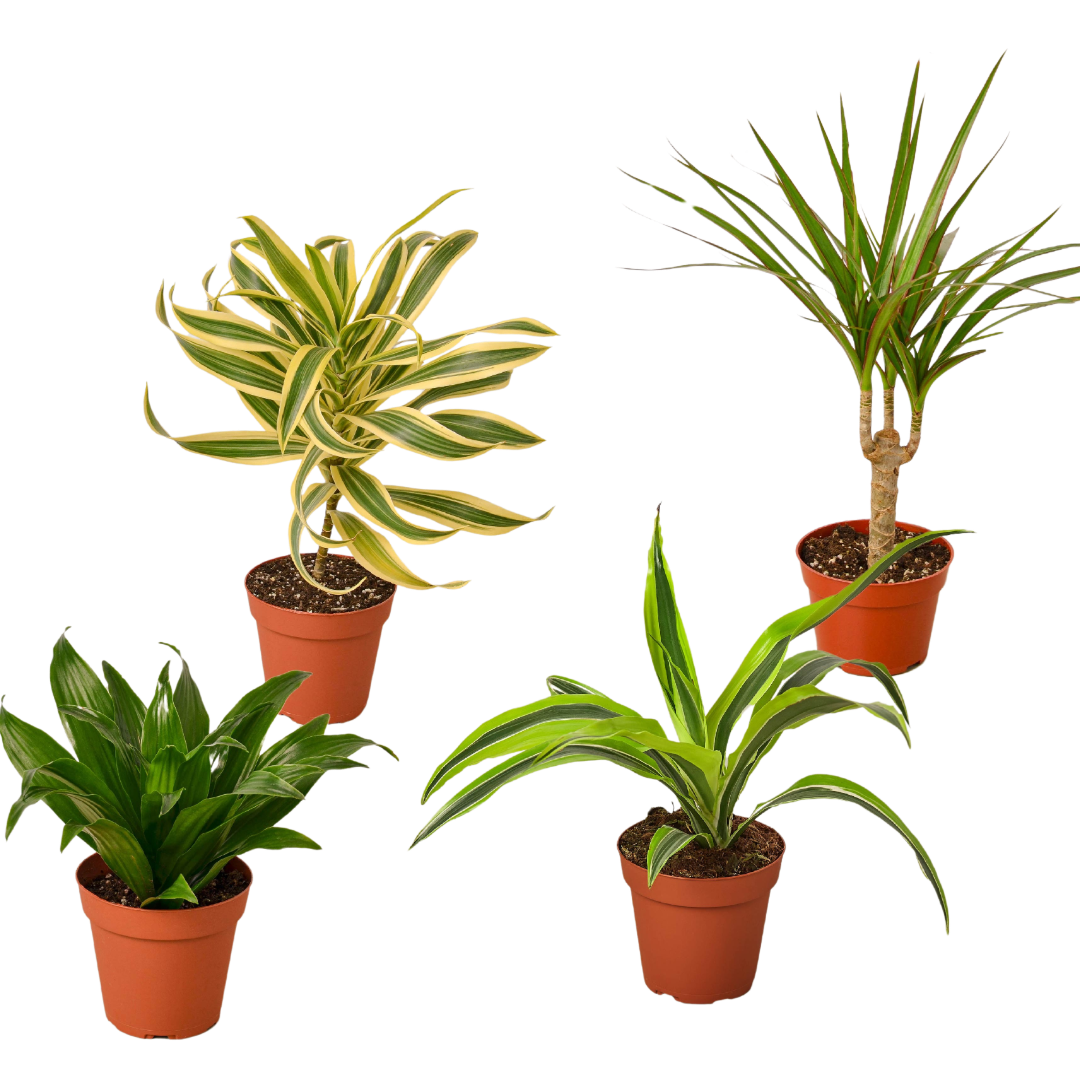 4 Different Dracaenas Variety Pack - Live House Plant - 4" Pot – Leaf ...