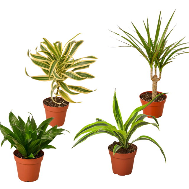 4 Different Dracaenas Variety Pack - Live House Plant - 4" Pot – Leaf ...