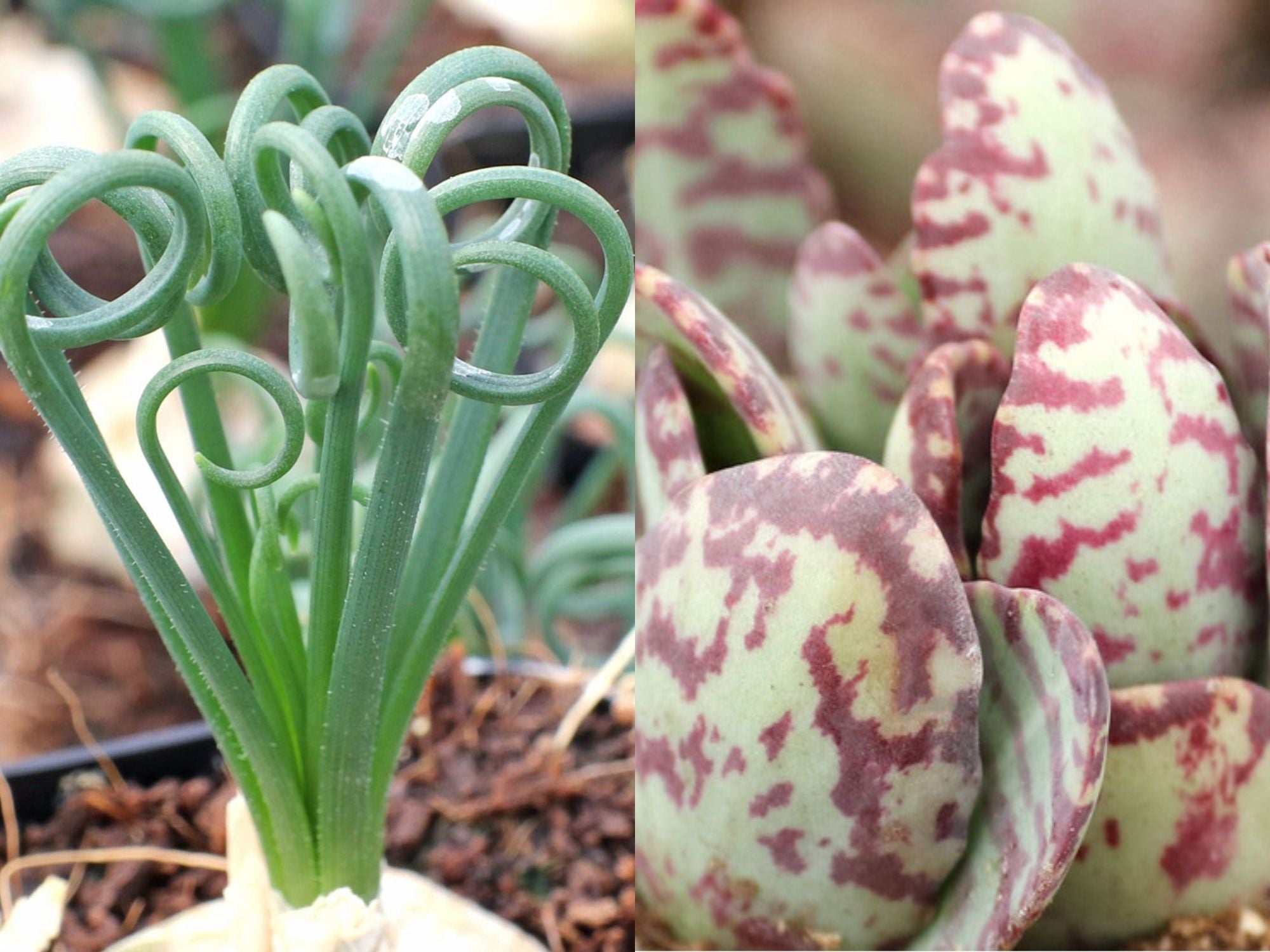 All Cacti – Leaf & Clay