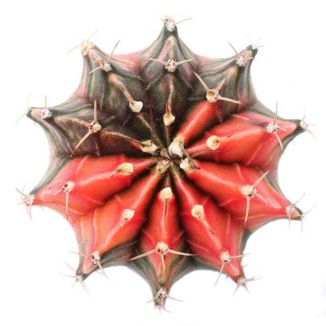 Gymnocalycium stenopleurum | Leaf & Clay®