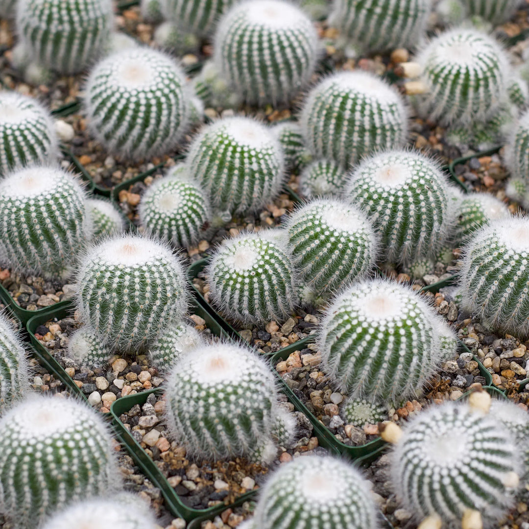 Notocactus scopa 'Silver Ball Cactus' – Leaf & Clay