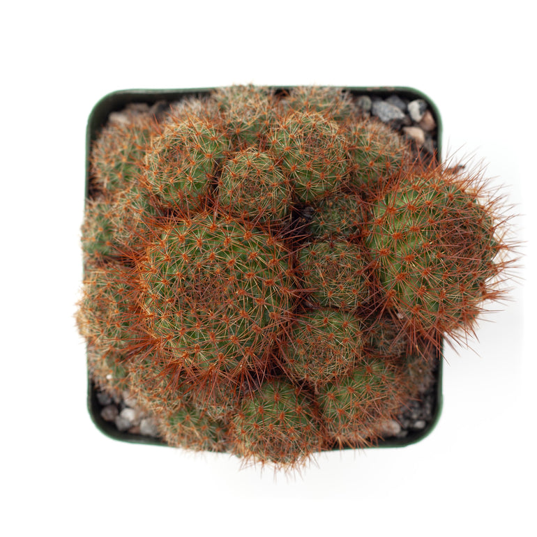 All Cacti – Leaf & Clay