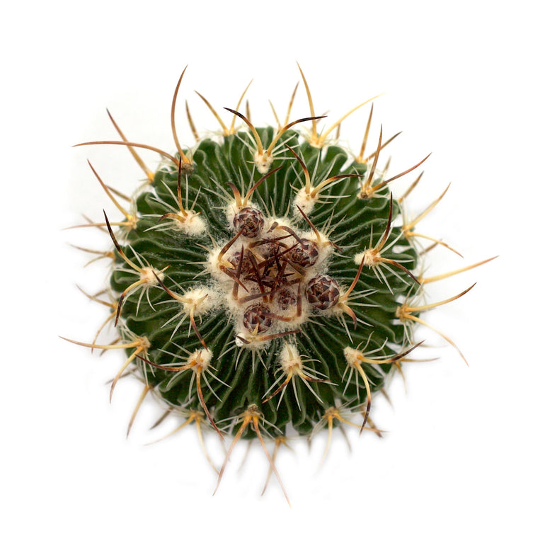 All Cacti – Leaf & Clay
