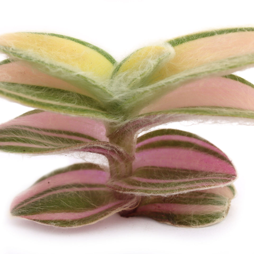 Tradescantia sillamontana f. variegata 'Variegated Cobweb Spiderwort ...