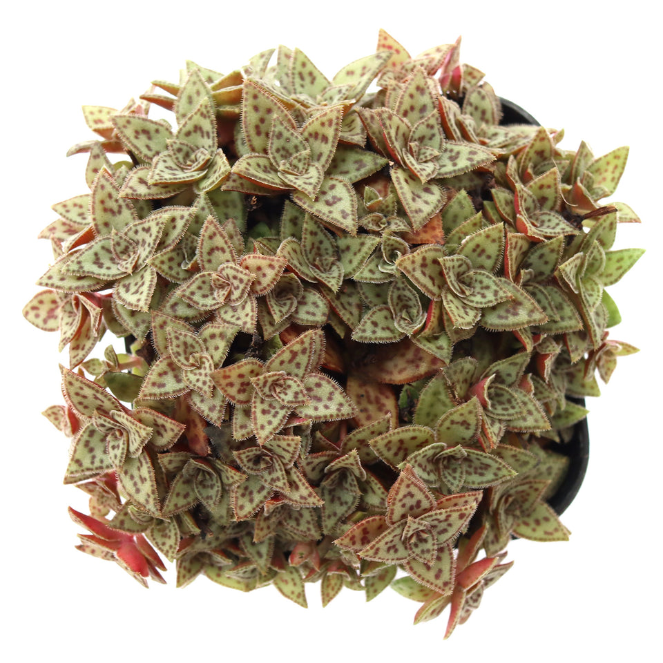 Crassula picturata | Leaf & Clay®