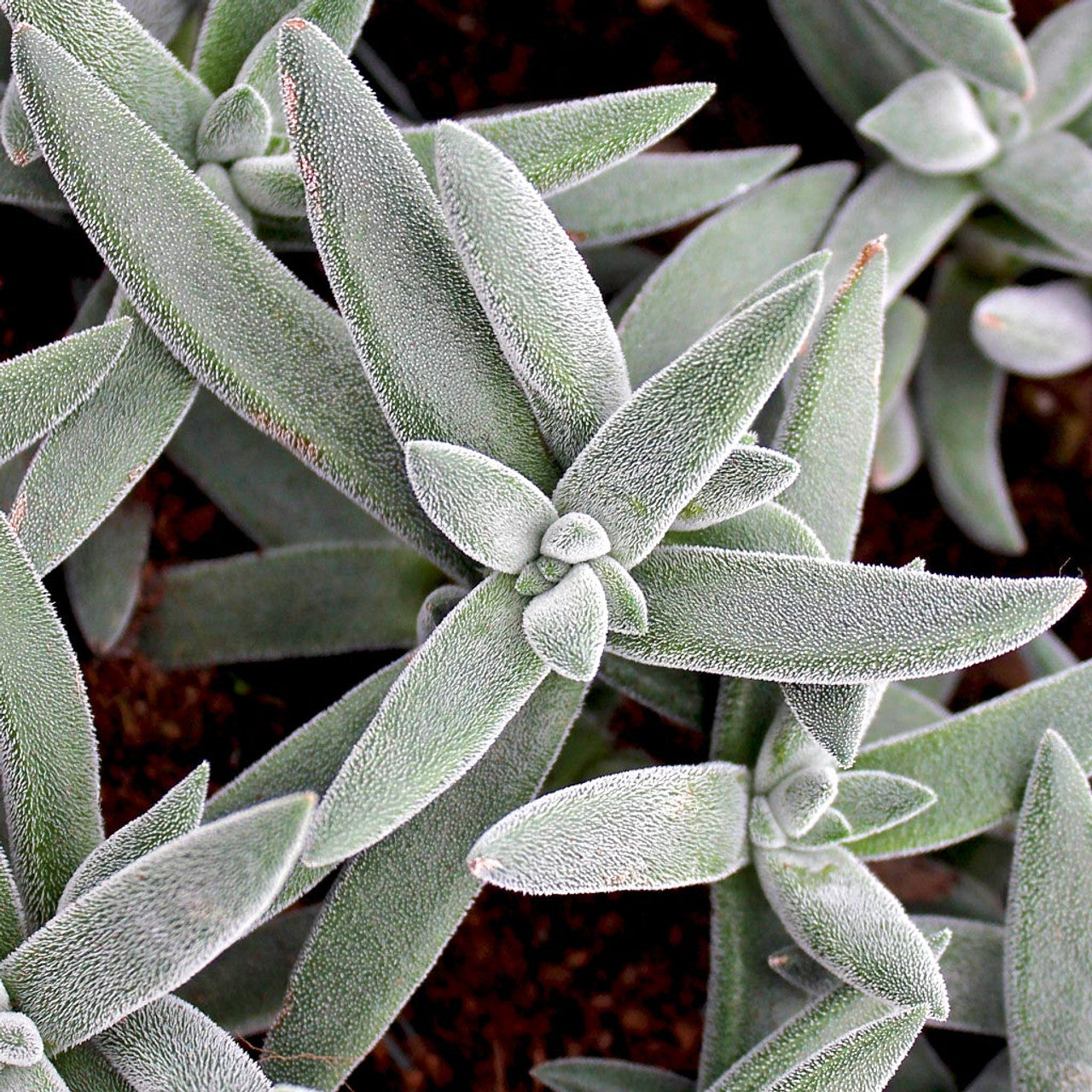 Crassula mesembryanthemoides 'Tenelli' | Leaf & Clay®