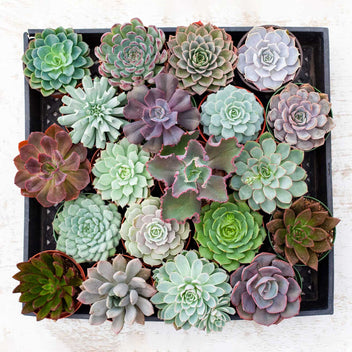 Leaf & Clay®: Your One Stop Plant Shop