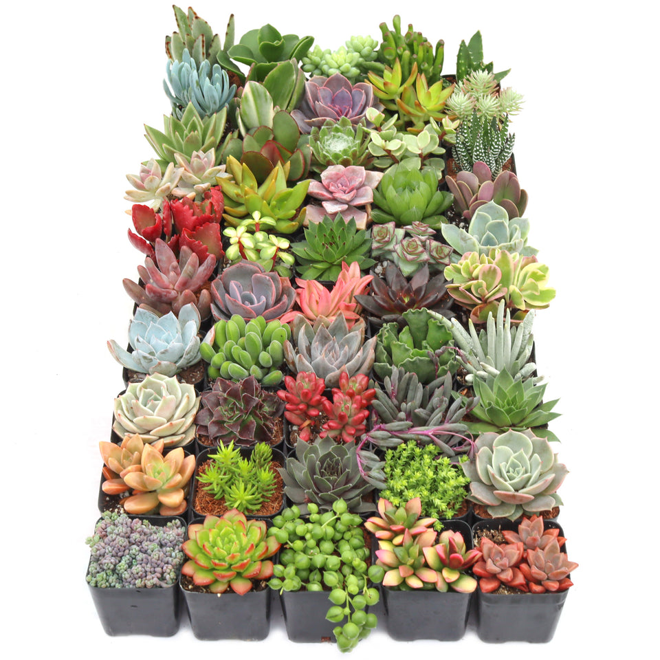 Max Variety Pack | Leaf & Clay®