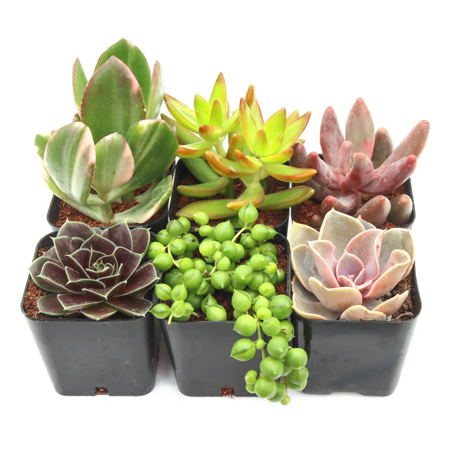Max Variety Pack | Leaf & Clay®
