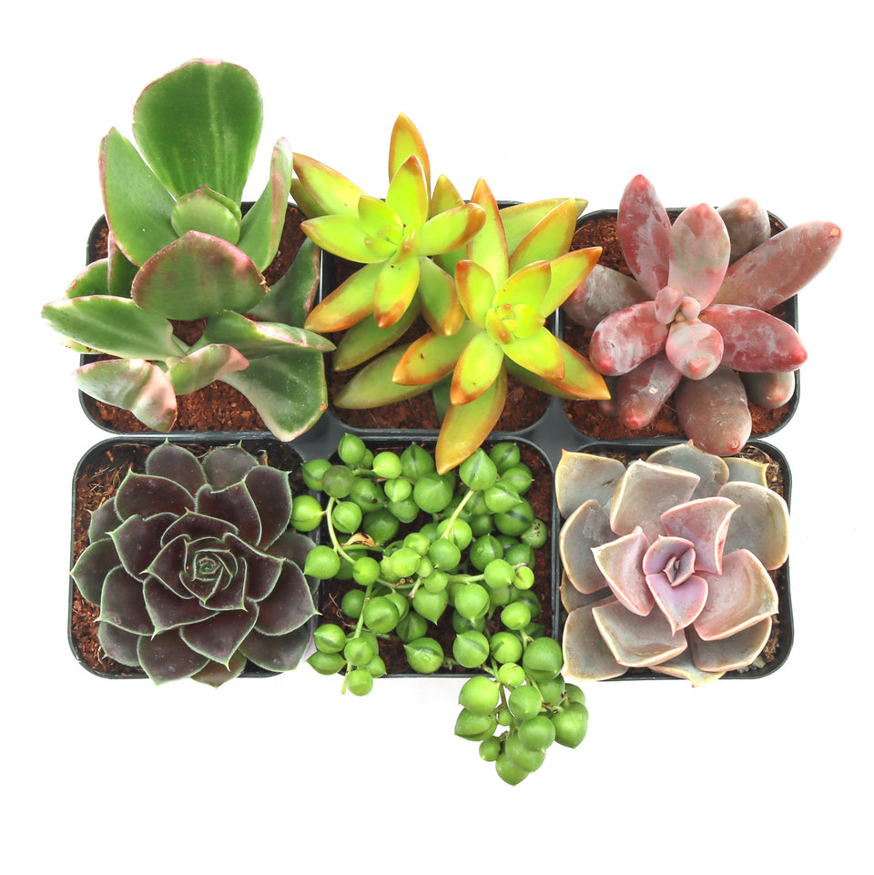 Max Variety Pack | Leaf & Clay®