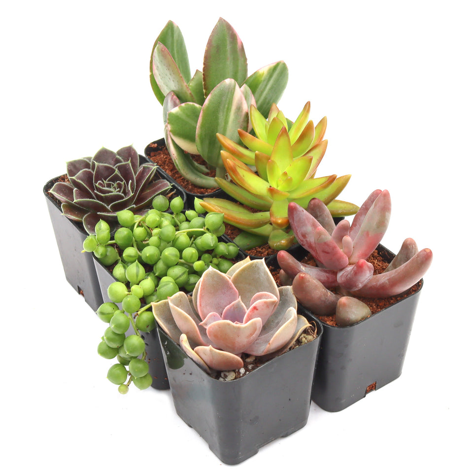 Max Variety Pack | Leaf & Clay®