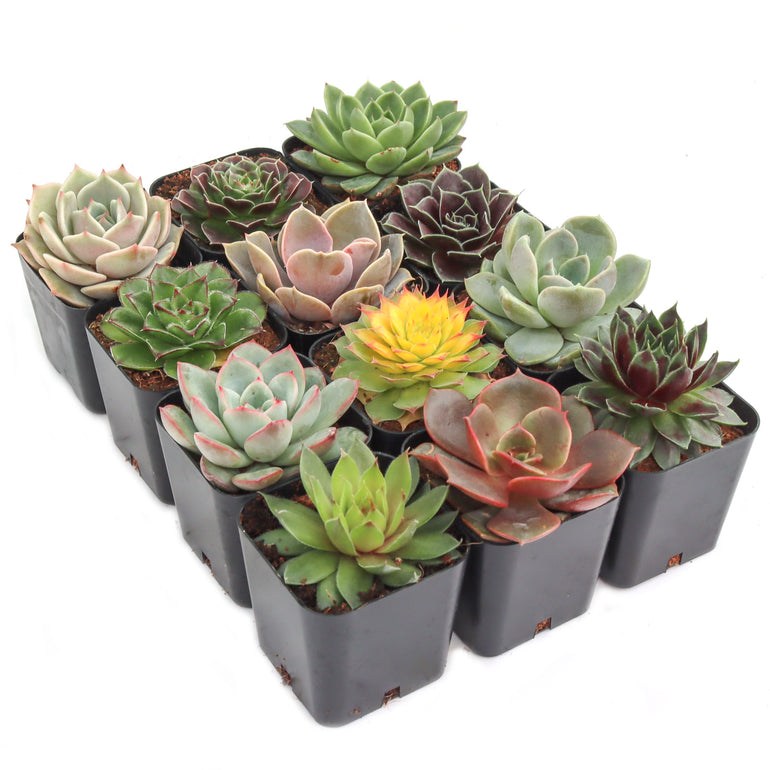 New Arrivals – Leaf & Clay