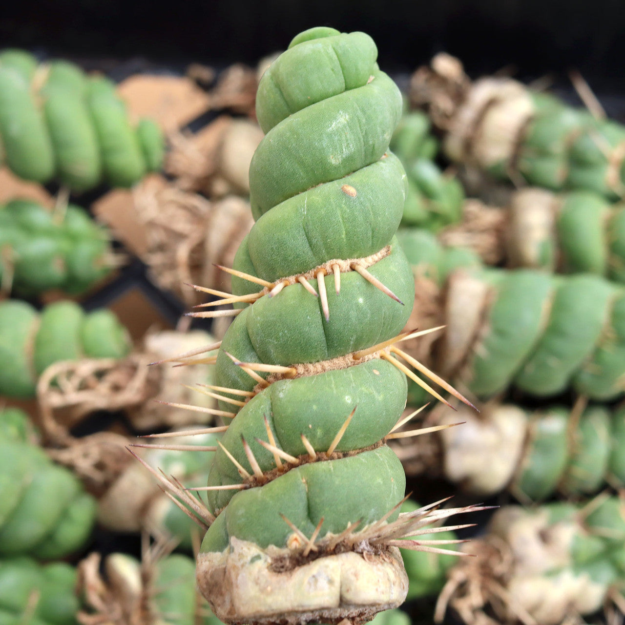 All Cacti – Leaf & Clay
