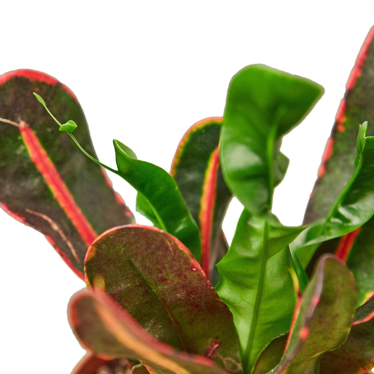 Codiaeum variegatum 'Mammy' | Leaf & Clay®