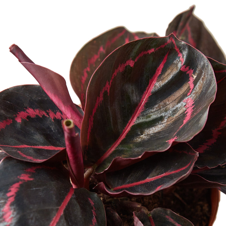 Calathea 'Dottie' – Leaf & Clay