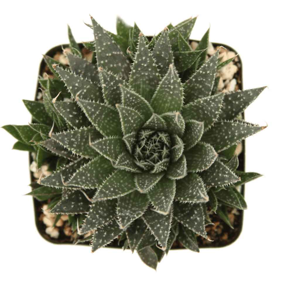 Aloe aristata - Lace Aloe | Leaf & Clay®