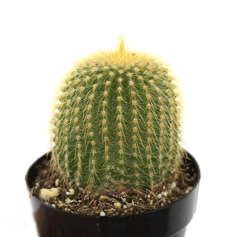 All Cacti – Leaf & Clay