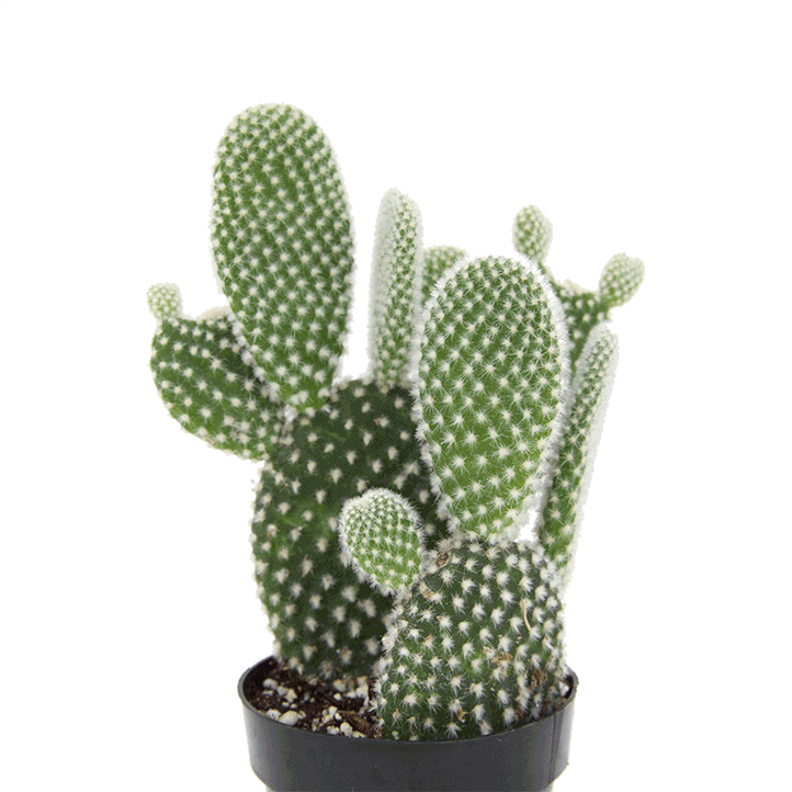 All Cacti – Leaf & Clay