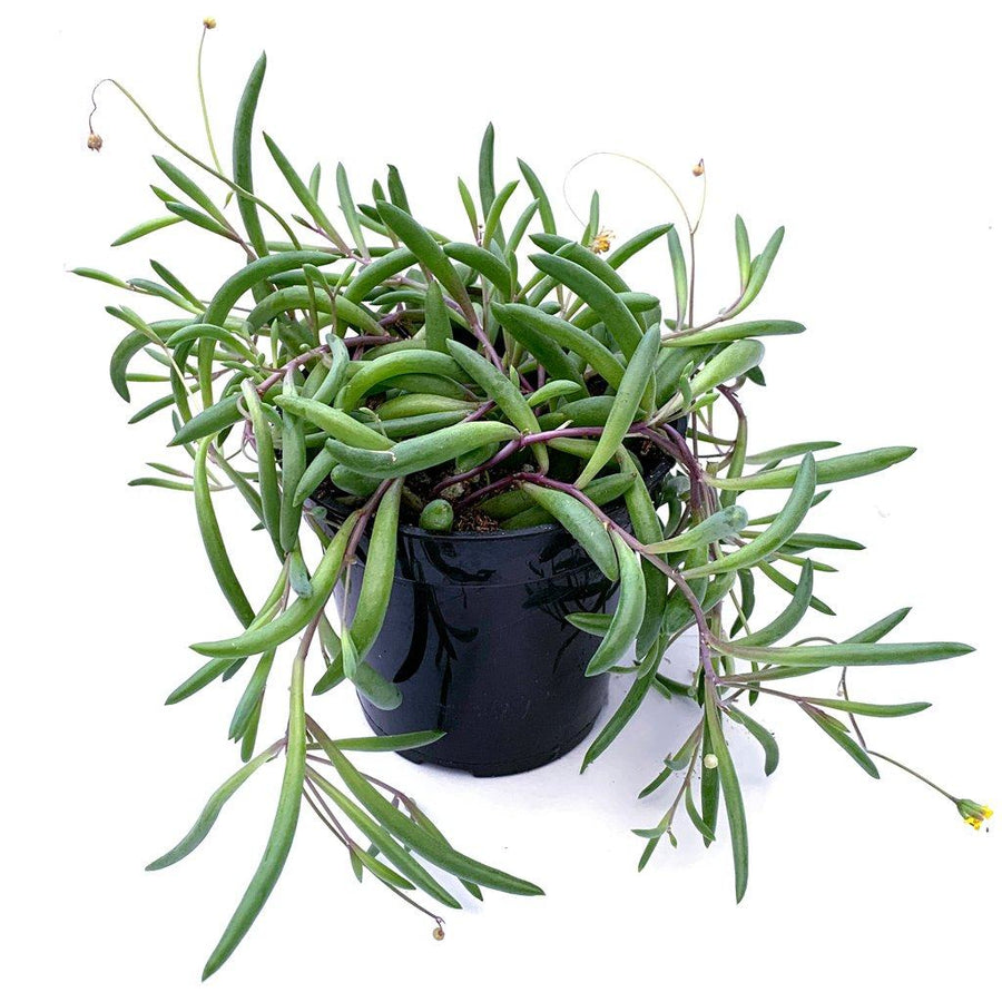 Othonna capensis 'Ruby Necklace' – Leaf & Clay