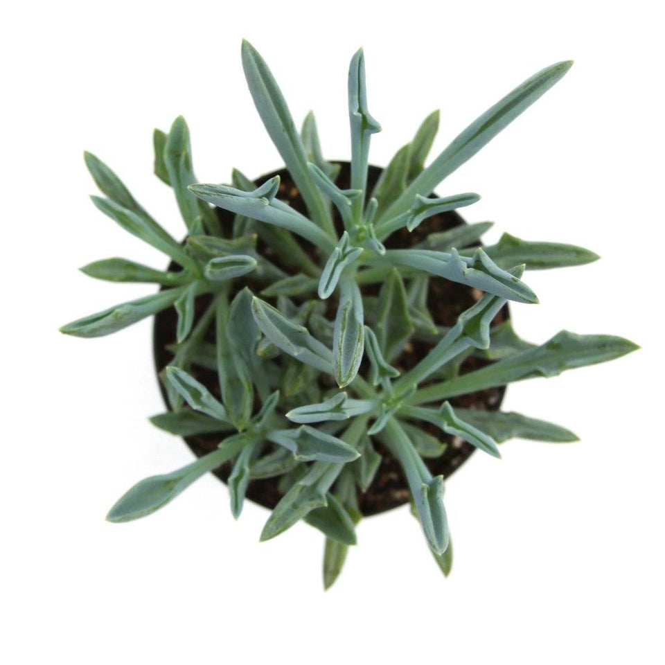 Senecio kleiniiformis 'Spear Head' | Leaf & Clay®