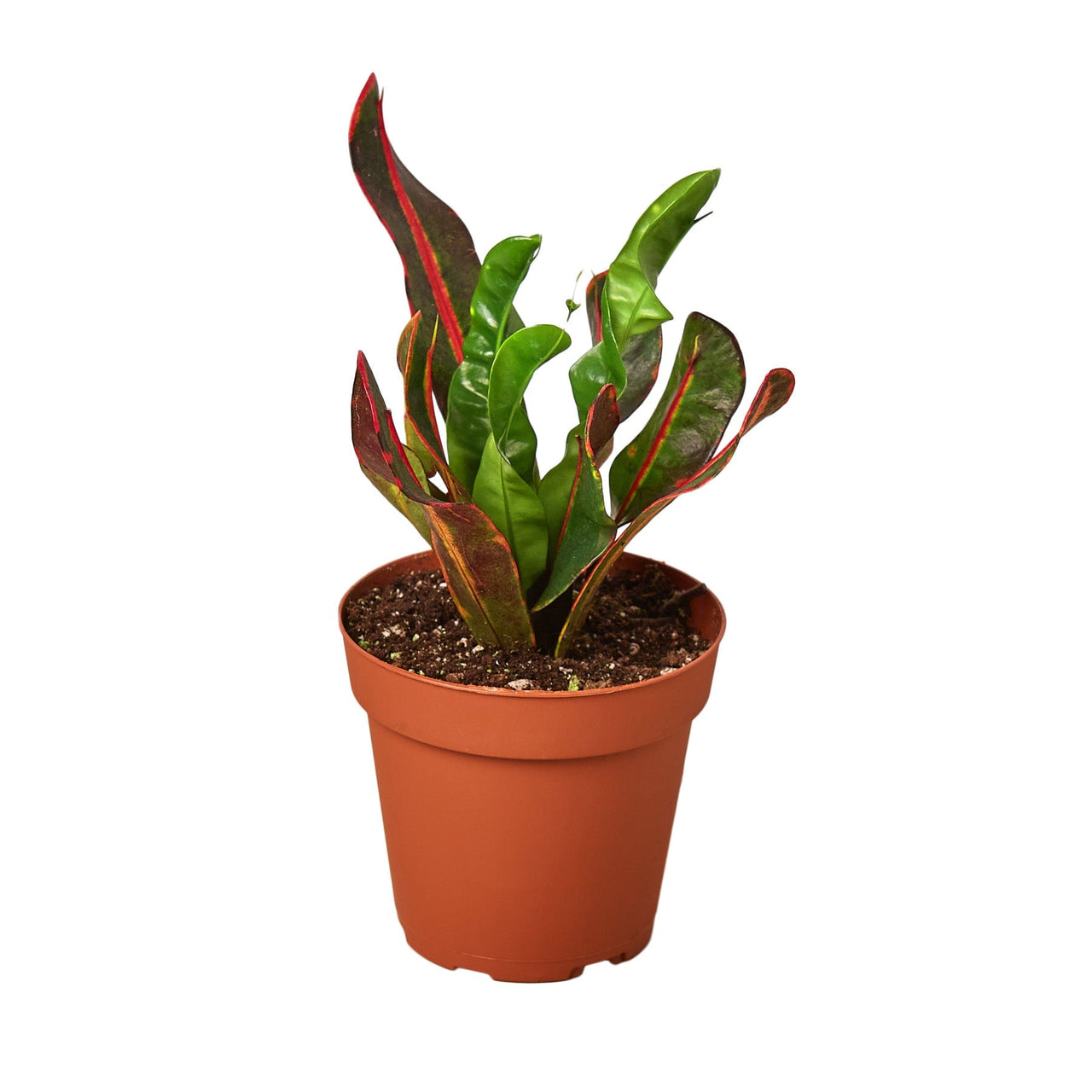 Codiaeum variegatum 'Mammy' | Leaf & Clay®
