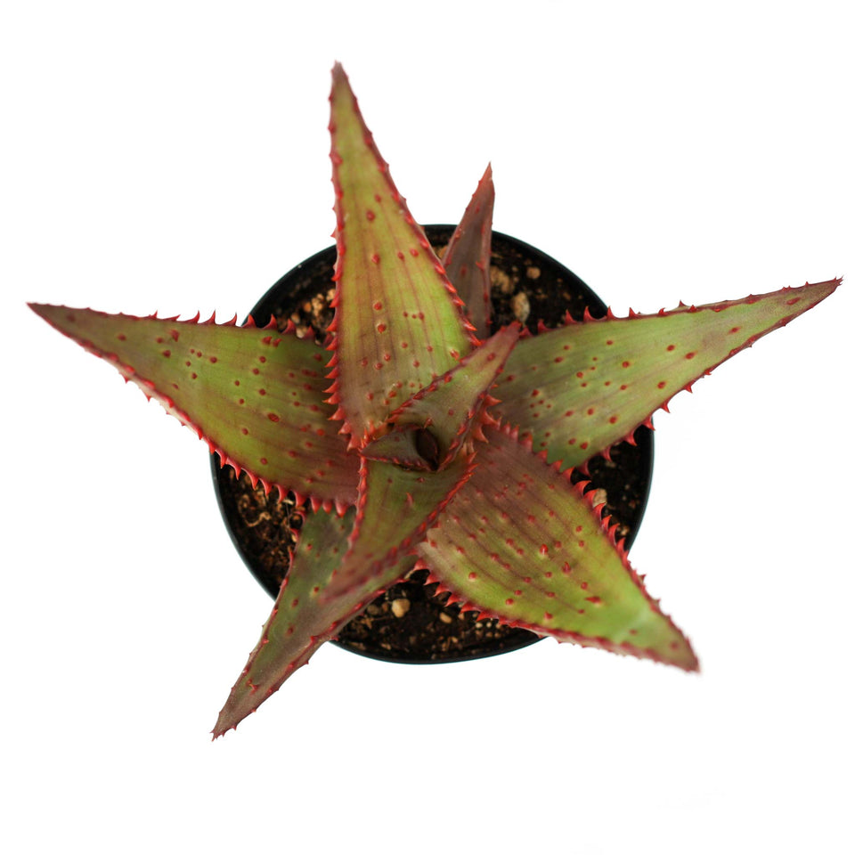 Aloe 'AJR' | Leaf & Clay®