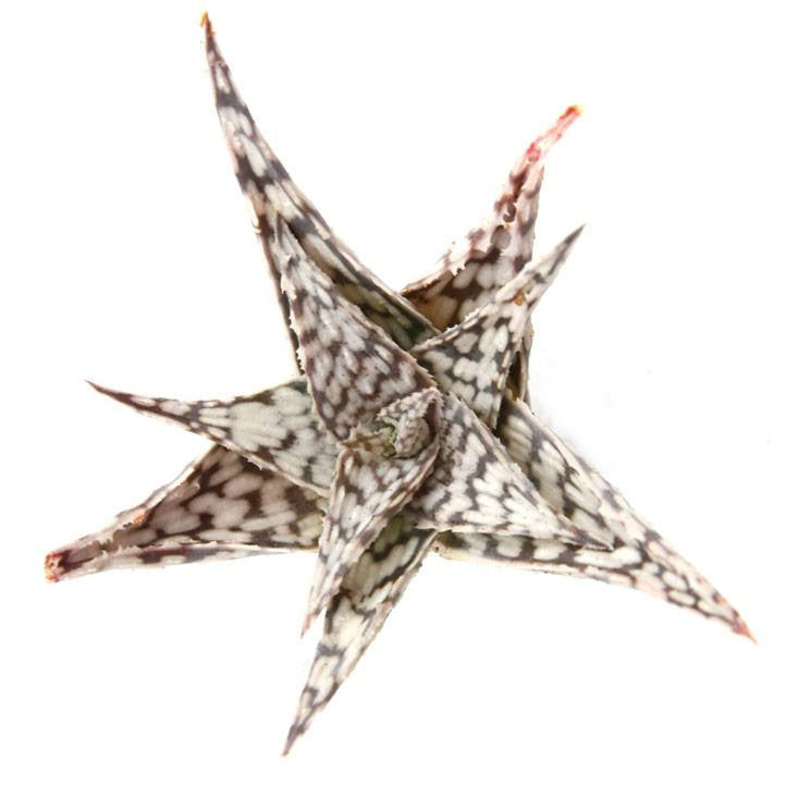 Aloe 'Blizzard' USPP 21408 | Leaf & Clay®