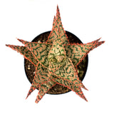Aloe 'Firecracker' | Leaf & Clay®