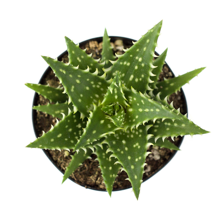 New Arrivals – Leaf & Clay