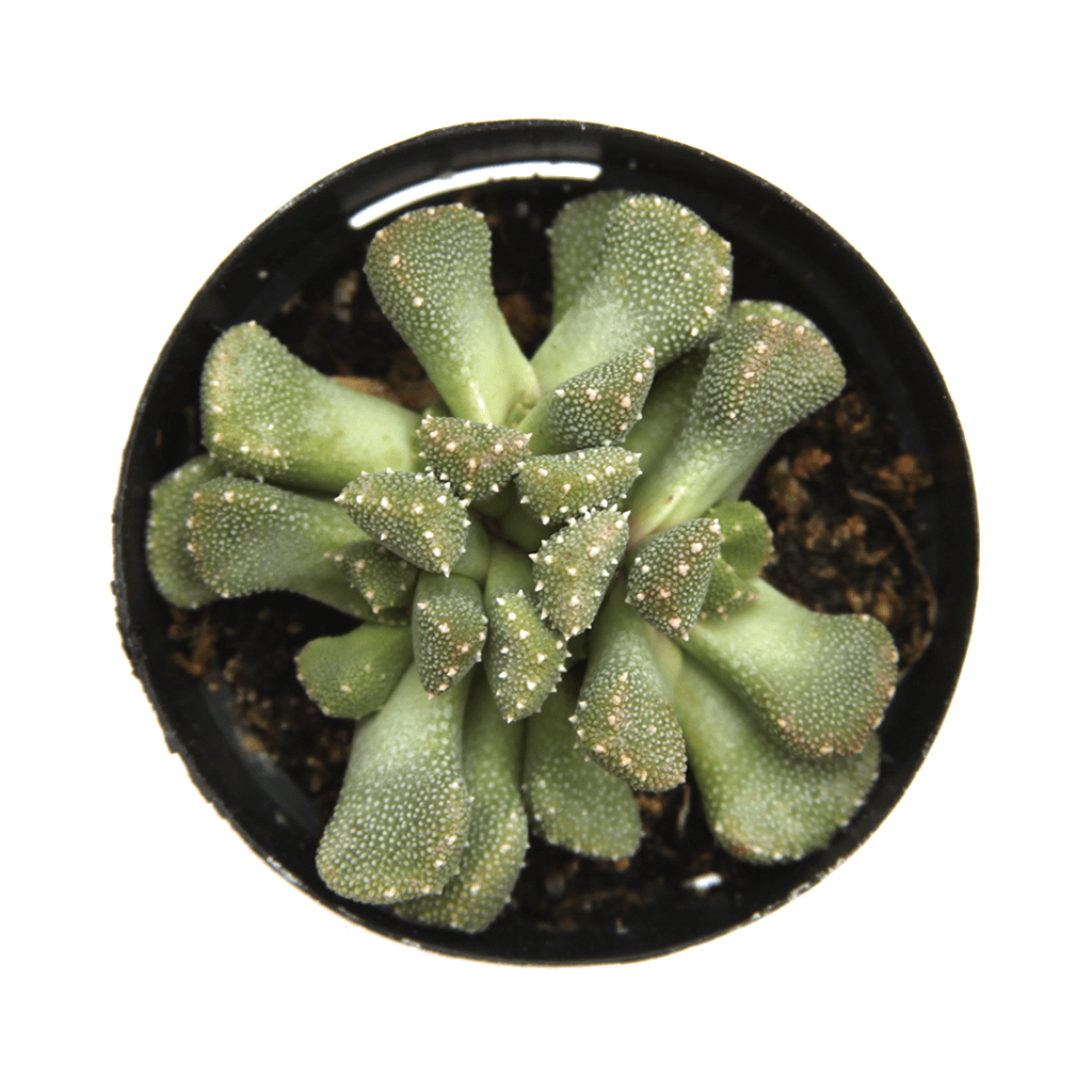 Aloinopsis luckhoffii | Leaf & Clay®