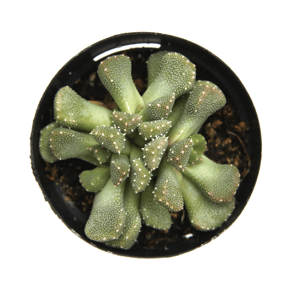 Aloinopsis luckhoffii | Leaf & Clay®
