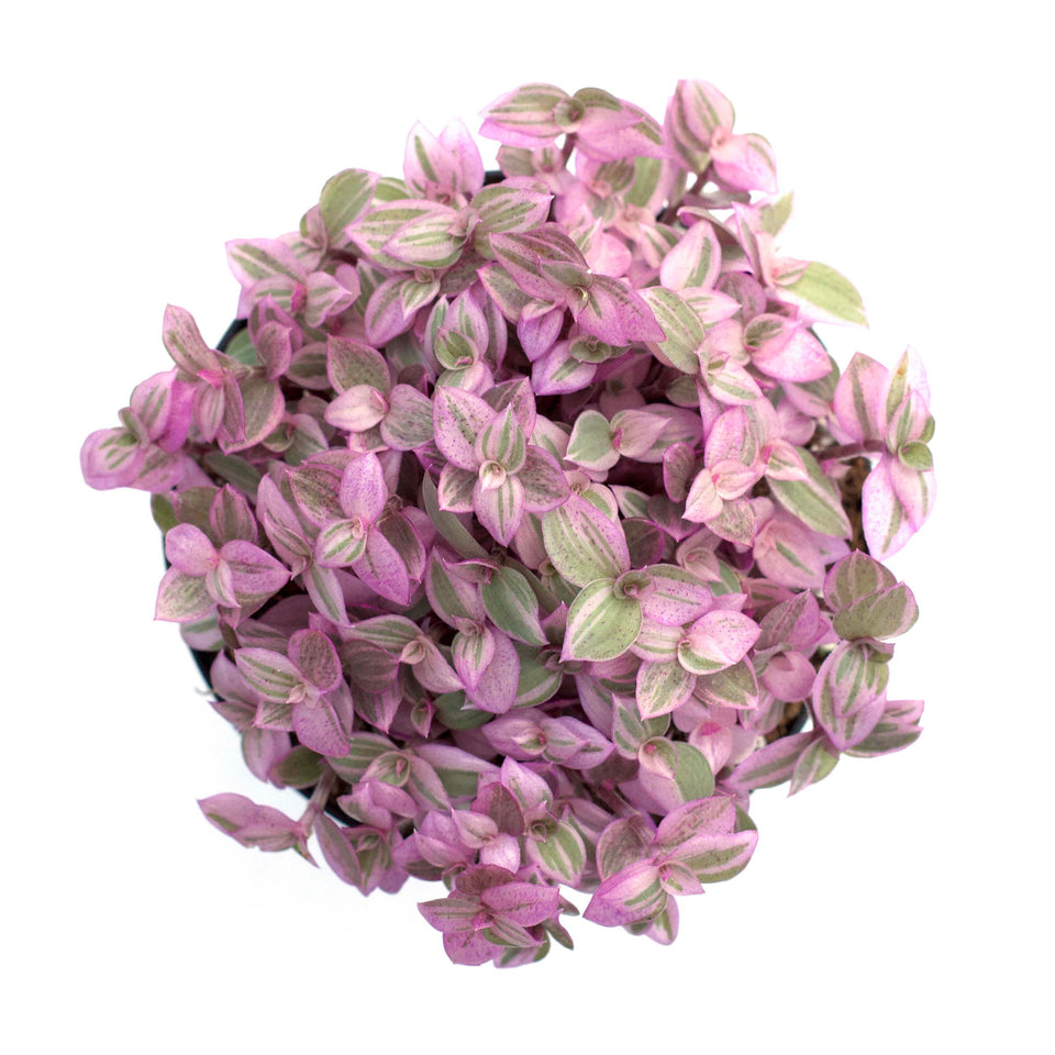 Callisia repens 'Pink Lady' | Leaf & Clay®