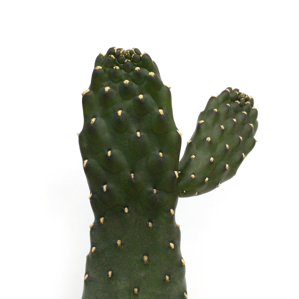 Consolea rubescens 'Roadkill Cactus' | Leaf & Clay®
