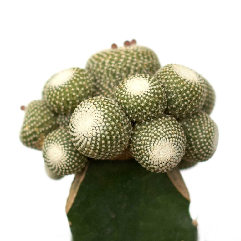 All Cacti – Leaf & Clay