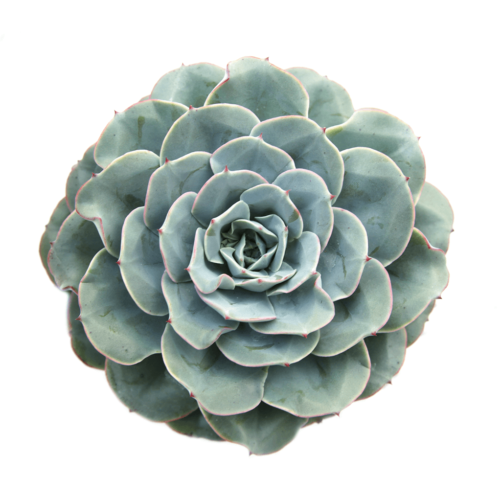 Echeveria 'Atlantis' | Leaf & Clay®