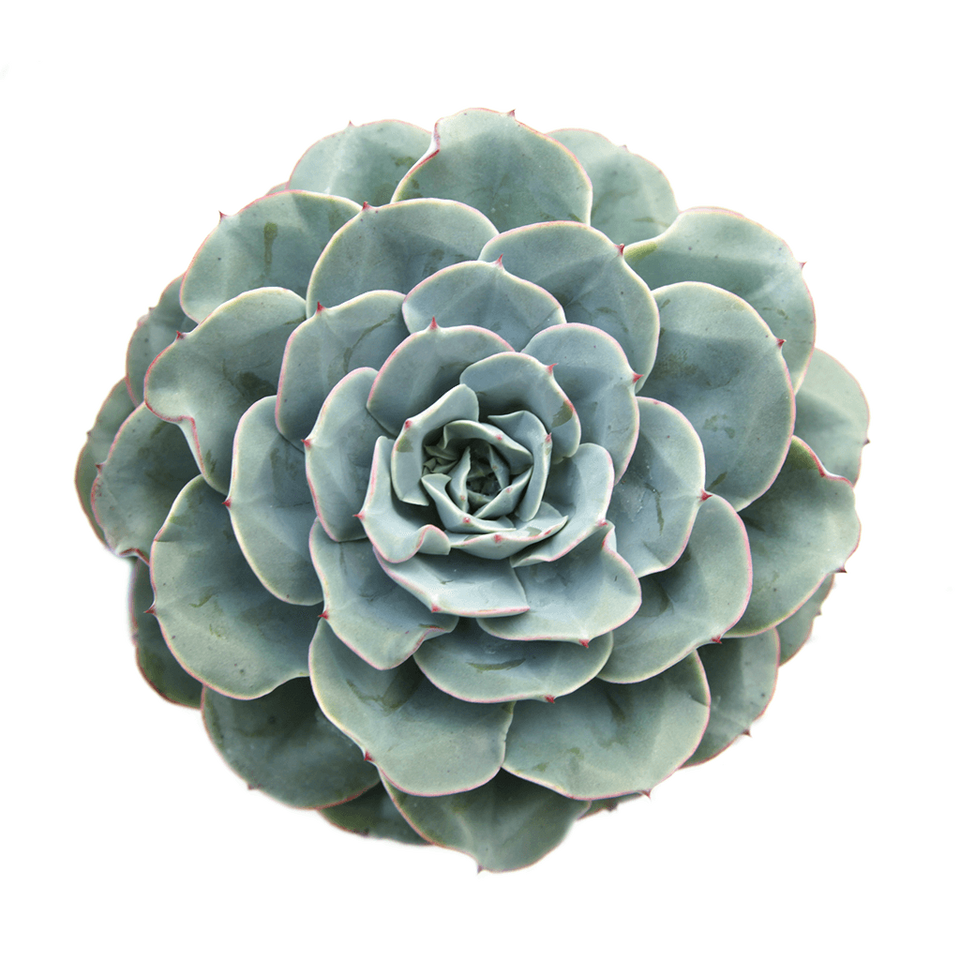 Echeveria 'Atlantis' | Leaf & Clay®