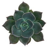Echeveria 'Blue Prince' | Leaf & Clay®