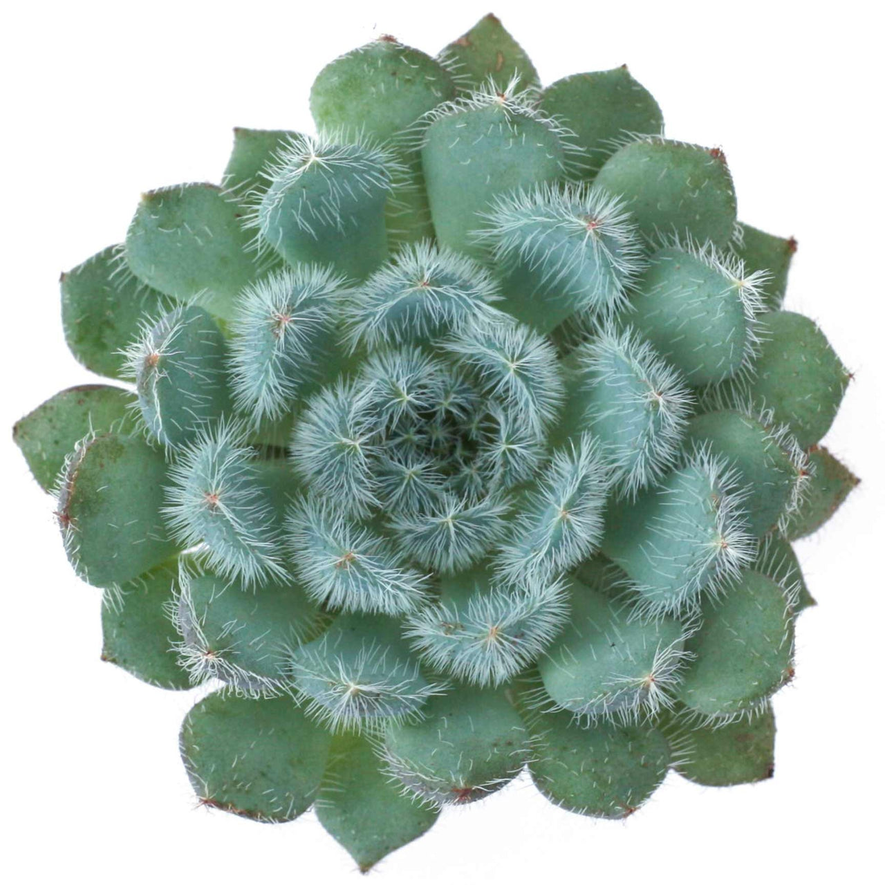 Echeveria setosa var. minor 'Mexican Firecracker' | Leaf & Clay®