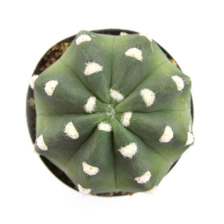 All Cacti – Leaf & Clay