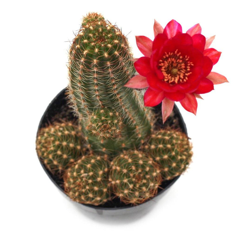 All Cacti – Leaf & Clay