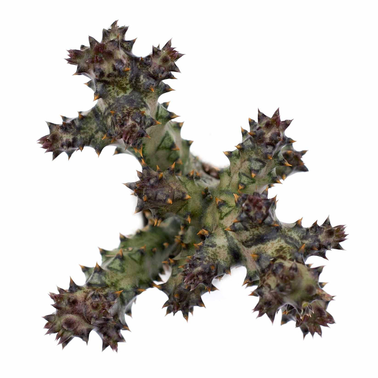 Edithcolea grandis 'Persian Carpet Flower' | Leaf & Clay®