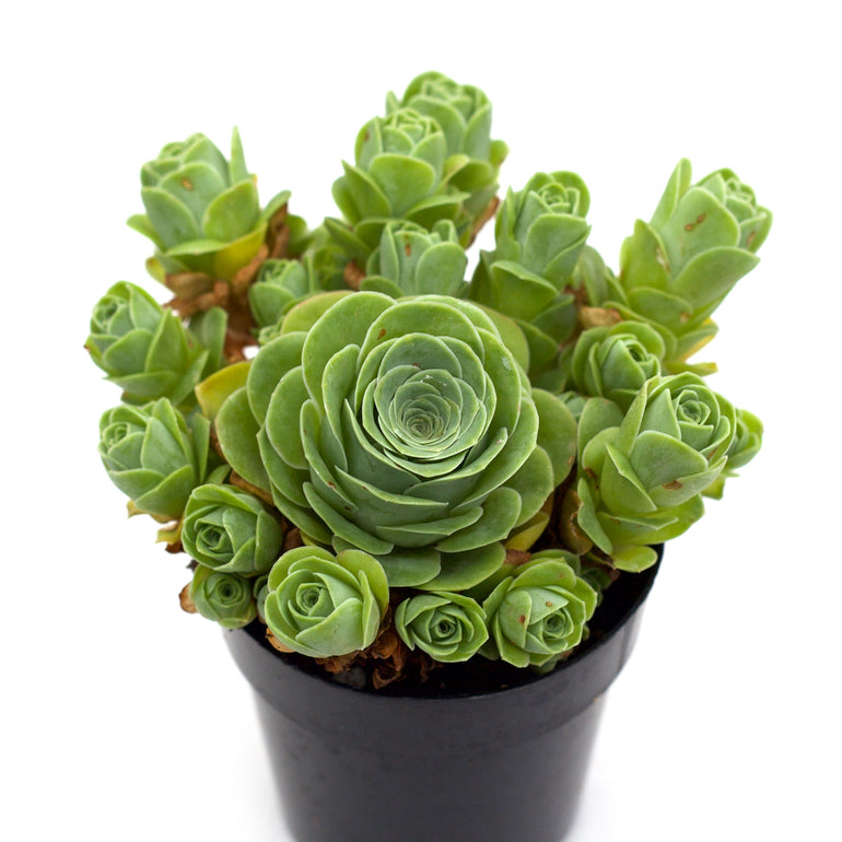 Collector's Plants – Leaf & Clay