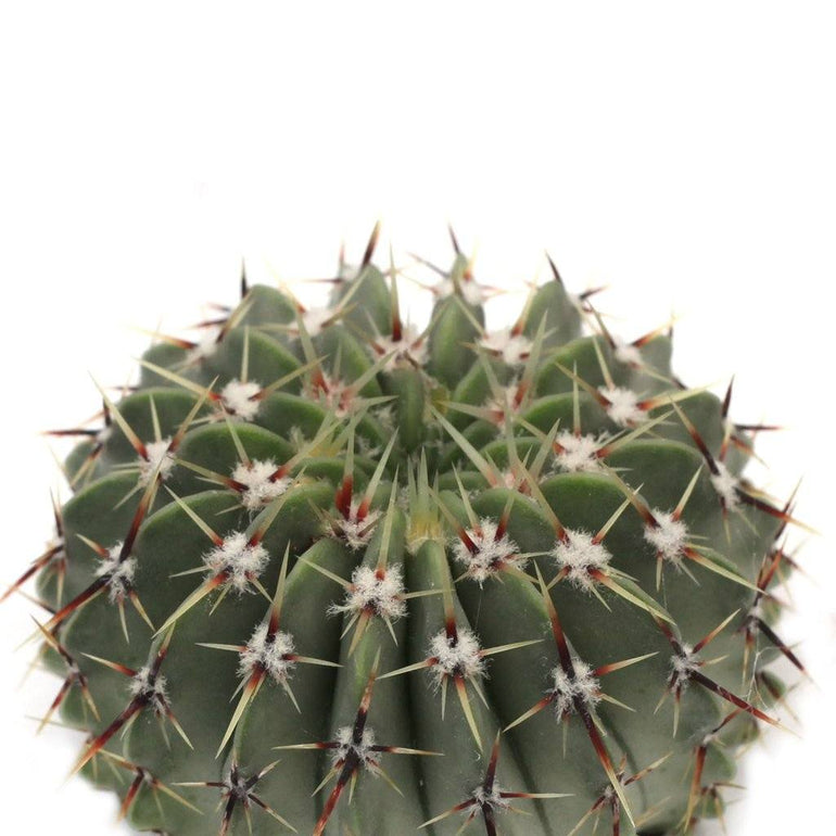All Cacti – Leaf & Clay