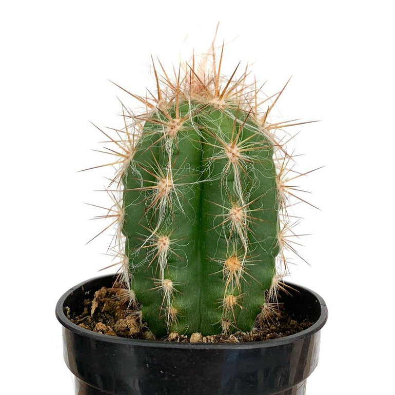 All Cacti – Leaf & Clay