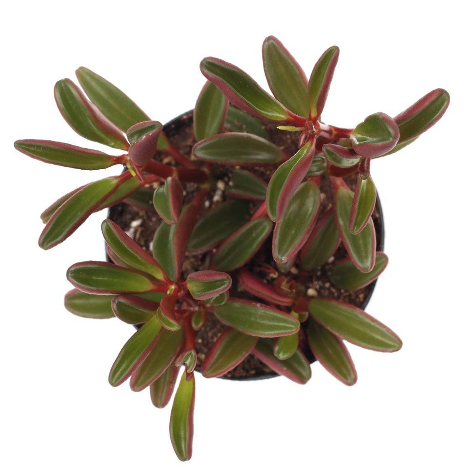 Peperomia graveolens 'Ruby Glow' | Leaf & Clay®