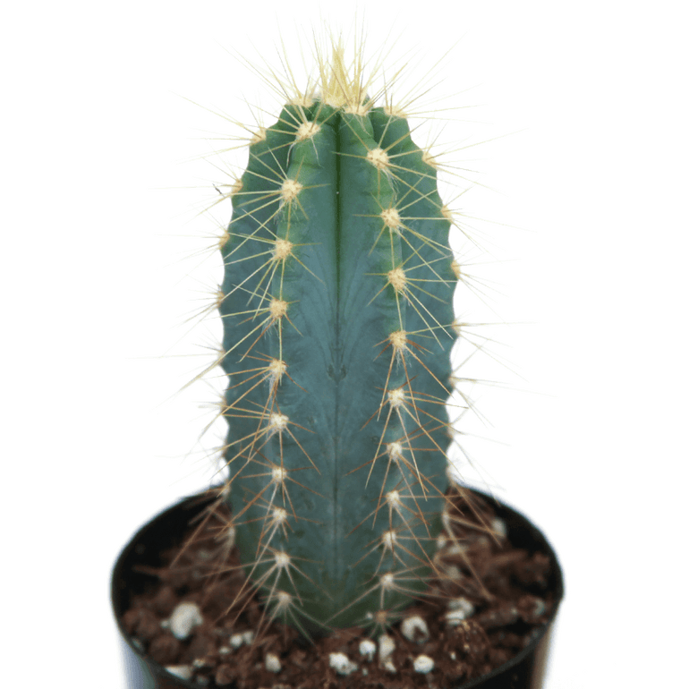 All Cacti – Leaf & Clay