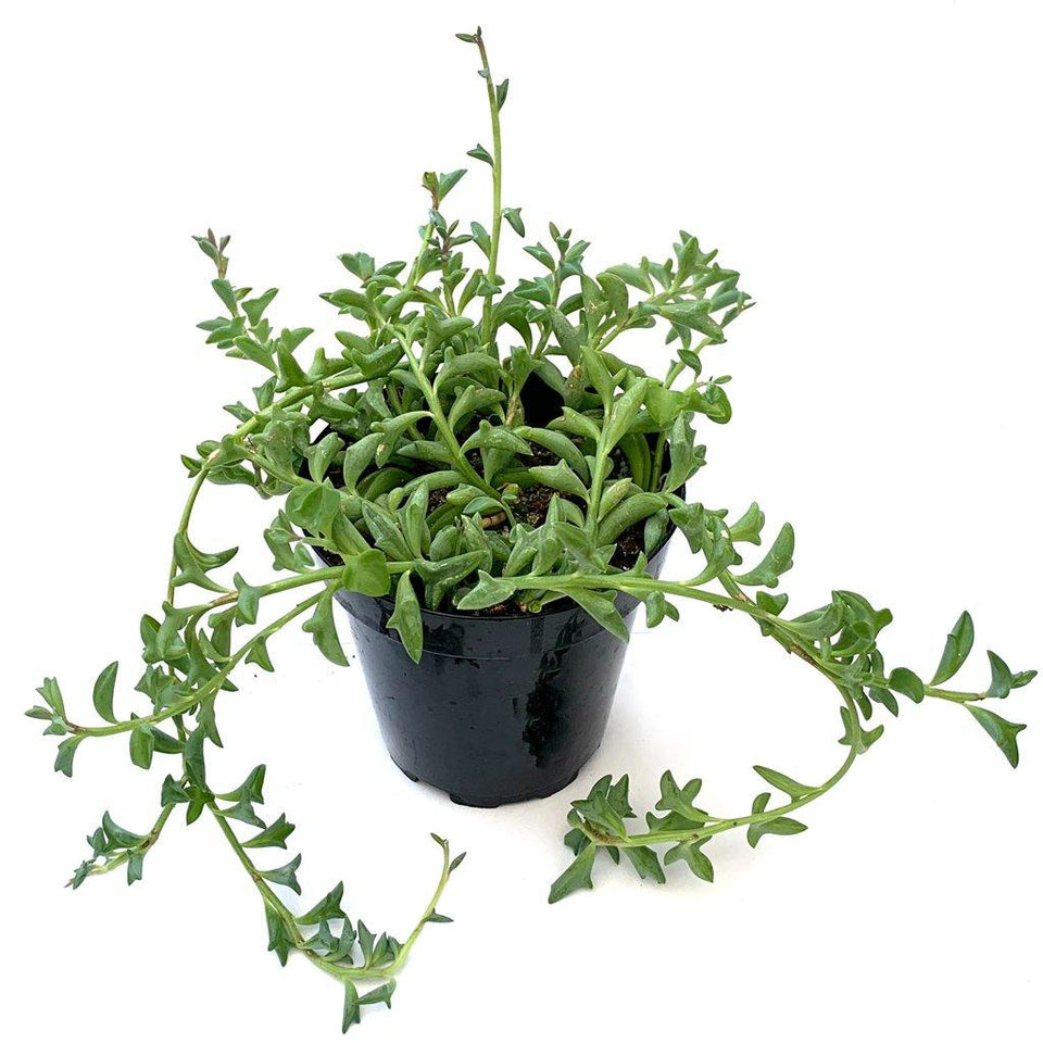 Senecio peregrinus 'String of Dolphins' | Leaf & Clay®